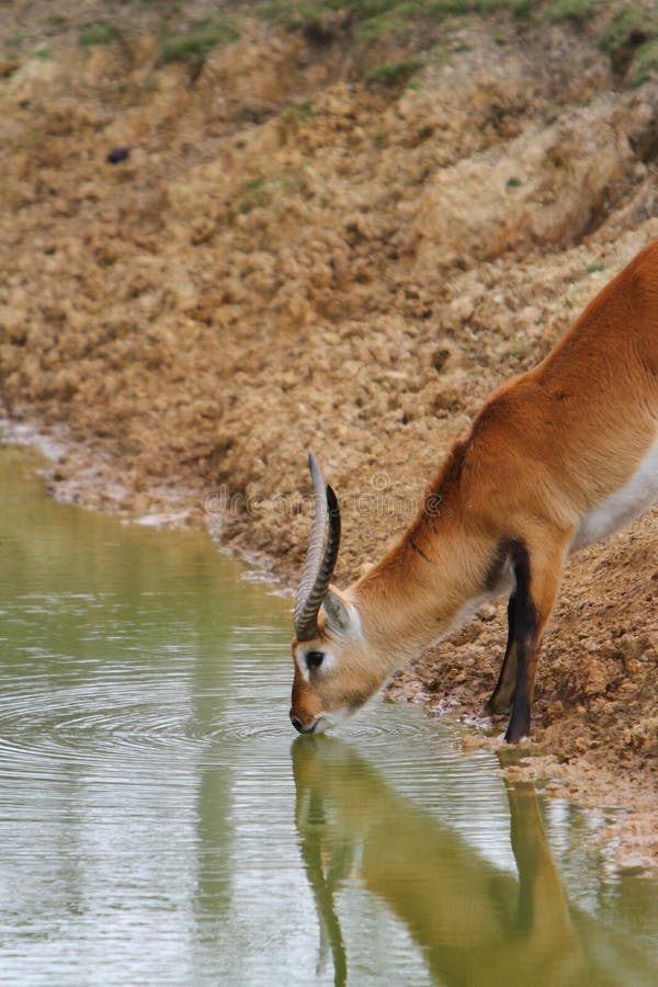 Kafue Flats Lechwe (Kobus Lechwe) Stock Image - Image of horns, lechwe ...