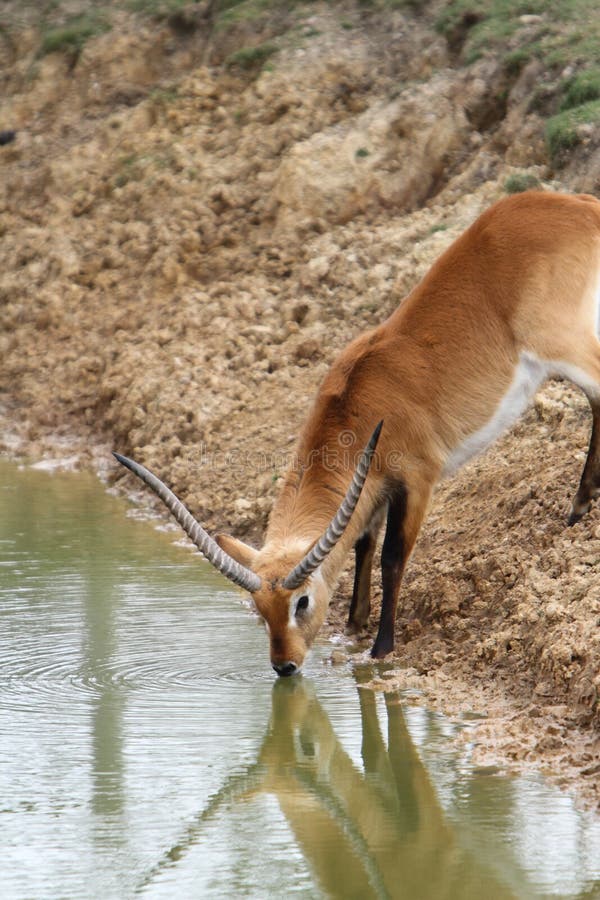 Kafue Flats Lechwe (Kobus Lechwe) Stock Image - Image of horns, lechwe ...