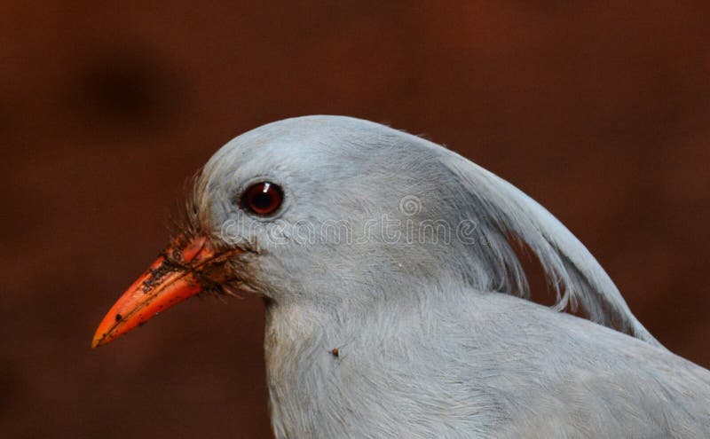 Kagoe, Kagu, Rhynochetos Jubatus Stock Photo - Image of kagu, laurens ...
