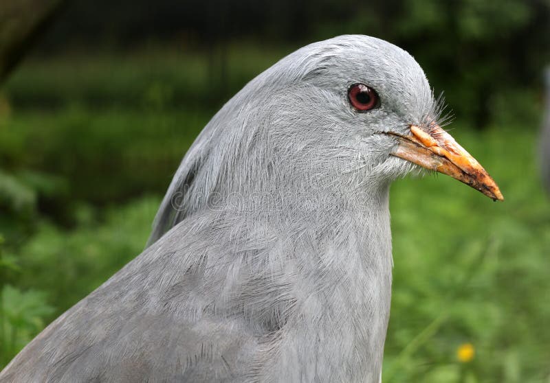 Kagu Bird stock image. Image of beak, nature, wildlife - 16085167