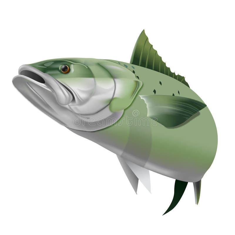 Kahawai Stock Illustrations – 11 Kahawai Stock Illustrations, Vectors ...