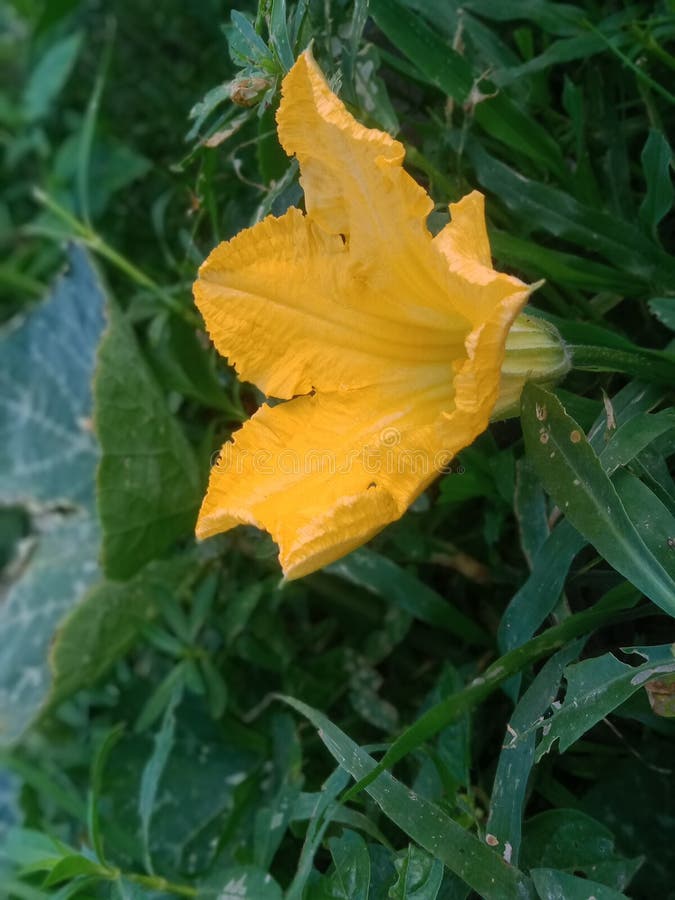 Sweet flower stock photo. Image of flower, sweet, kahcha - 250447020