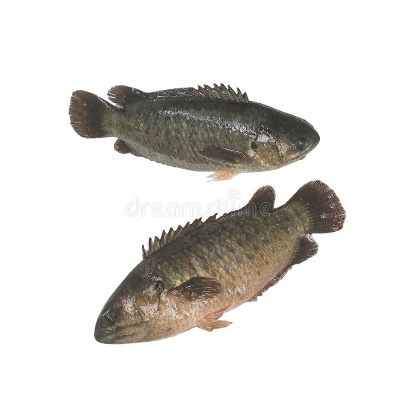 867 Kai Fish Stock Photos - Free & Royalty-Free Stock Photos from ...