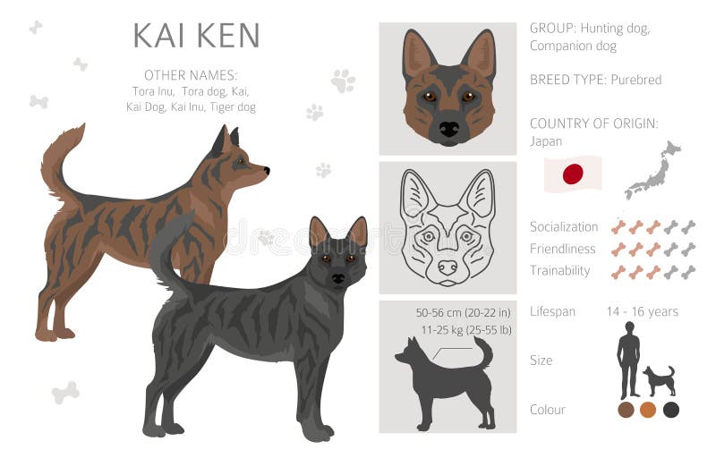 Kai Ken Clipart. Different Poses, Coat Colors Set Stock Vector ...