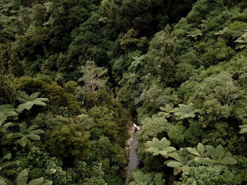 Kaiate Falls in the Middle of the Forest Stock Photo - Image of river ...