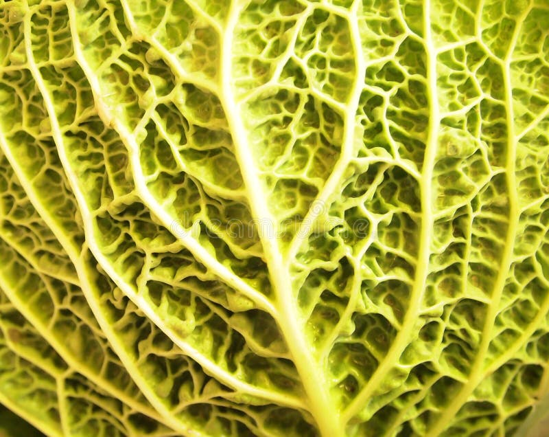 Kail stock photo. Image of natural, cabbage, savoy, fine - 67080976