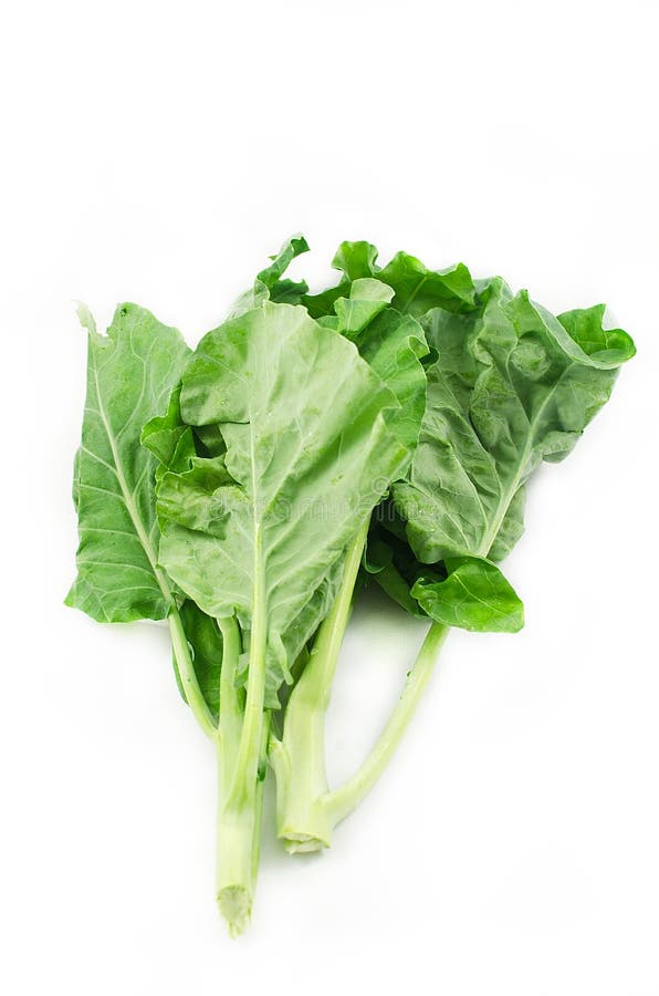 Kailan stock image. Image of flavor, diet, culinary, long - 19674807