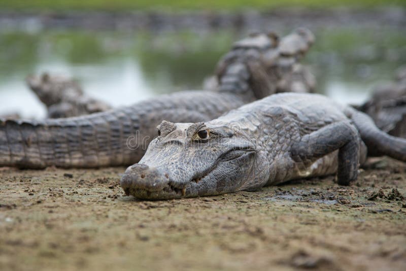Kaiman stockfoto. Bild von öffnung, süd, krokodil, nave - 30394160