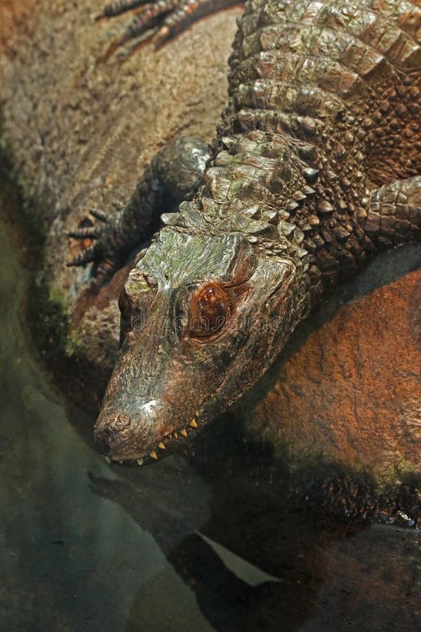 Kaiman stockbild. Bild von tier, kiefer, haltung, gefahr - 66838329