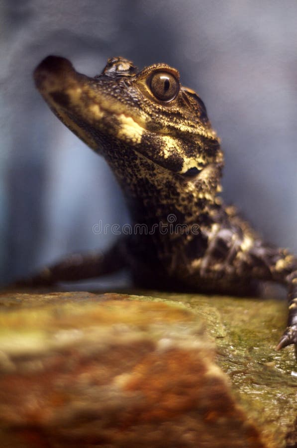 Cayman stockbild. Bild von haustier, orange, nahaufnahme - 698239