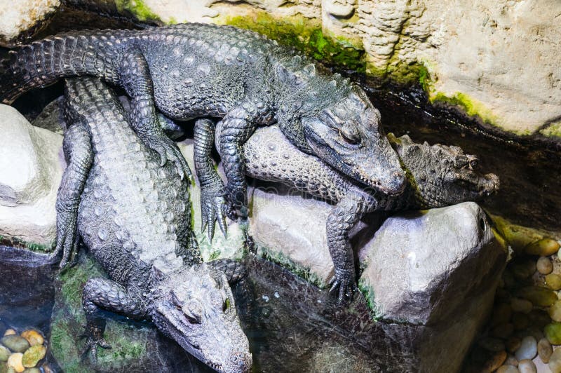 Kaimane im Aquarium stockfoto. Bild von reptil, leise - 37885768