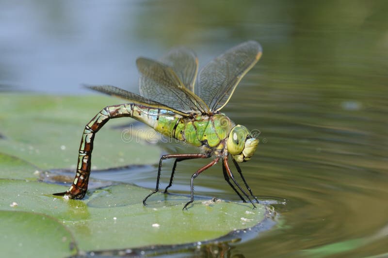 Grote-keizerlibel, Blauer Kaiser, Anax-imperator Stockbild - Bild von ...