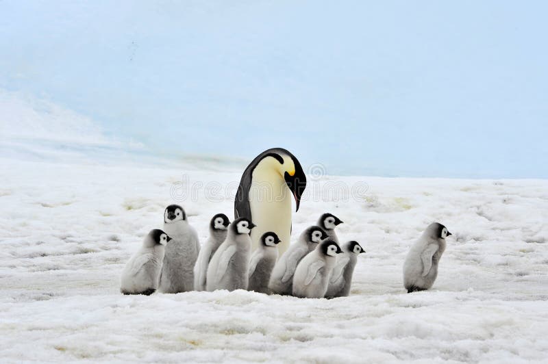 Kaiser-Pinguin stockbild. Bild von kalt, nett, strand - 16894319