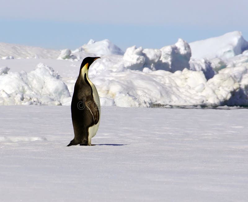 Kaiser-Pinguin stockfoto. Bild von antarktik, nett, klima - 16892130