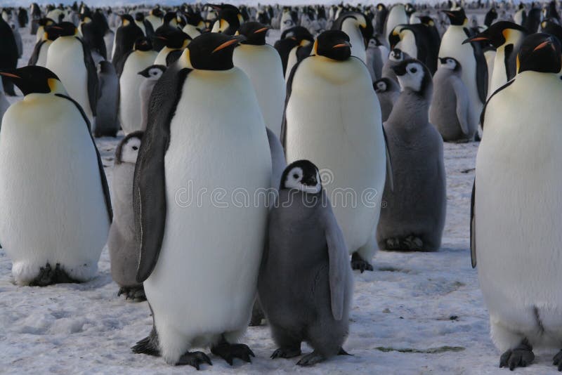 Kaiser-Pinguine stockbild. Bild von kaiser, schnee, winter - 679709