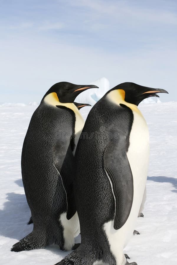 Kaiserpinguine stockfoto. Bild von pinguin, arktisch, nave - 8888934