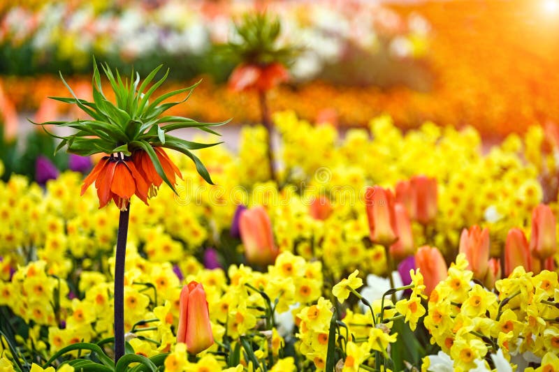 Kaiser`s Crown Flower Garden Spring Stock Image - Image of kaisers ...