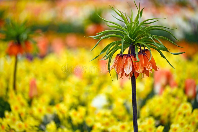 Kaiser`s Crown Flower Spring Season Stock Photo - Image of bloom, bulb ...
