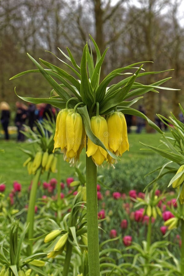 Flor De Los Imperialis Del Fritillaria De La Corona De Kaisers Foto de ...
