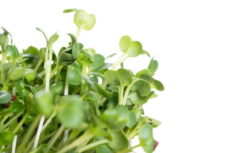 Kaiware Daikon Sprouts, Rabanete Foto de Stock - Imagem de naughty ...