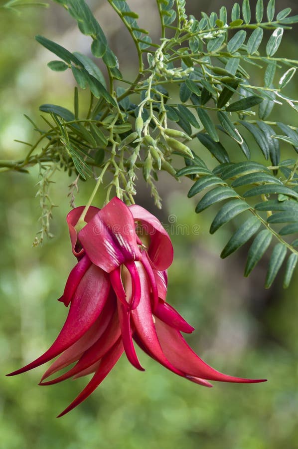 Kaka beak flowers 2 stock image. Image of green, forest - 16271207