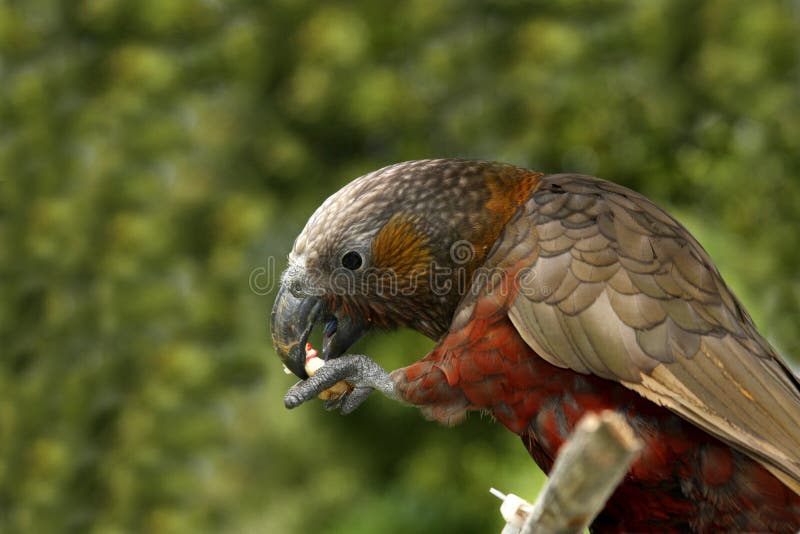 Eating kaka s stock image. Image of septentriona, bruce - 16857917