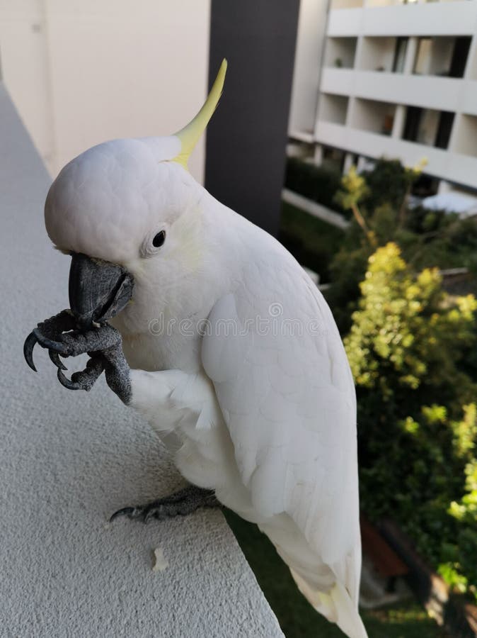 Kakado parrot stock photo. Image of white, kakado, nice - 146698796