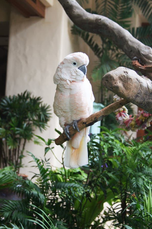 Kakadu stock photo. Image of white, animal, parot, bird - 7039244