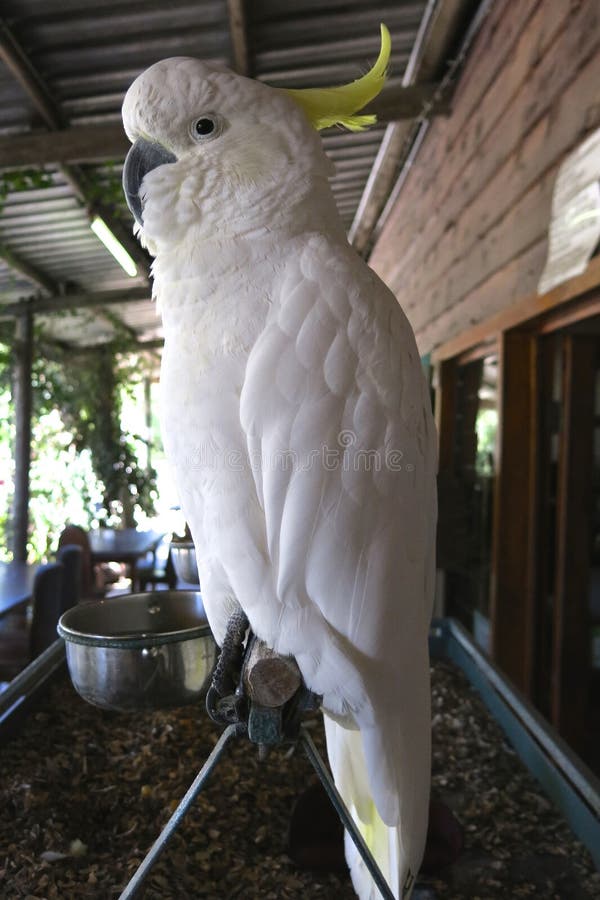 512 Kakadu Parrot Stock Photos - Free & Royalty-Free Stock Photos from ...