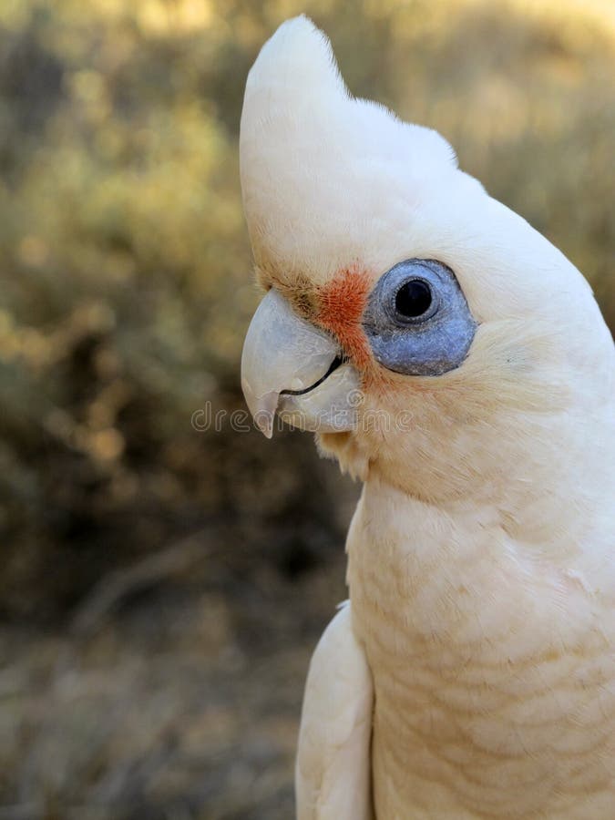 473 Kakadu Parrot Photos - Free & Royalty-Free Stock Photos from Dreamstime