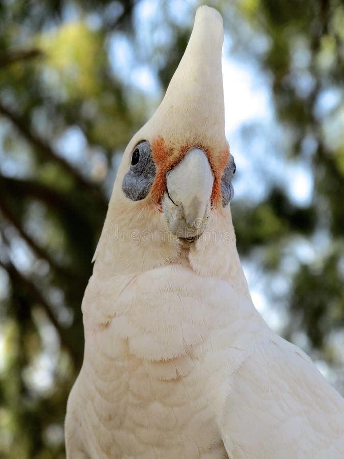 473 Kakadu Parrot Photos - Free & Royalty-Free Stock Photos from Dreamstime