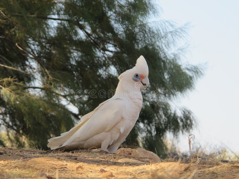 513 Kakadu Parrot Stock Photos - Free & Royalty-Free Stock Photos from ...