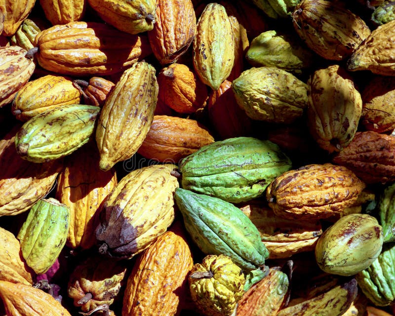 Kakaobohnen Oder Kakaobohnen, Die Nach Fermentierung Auf Einer ...