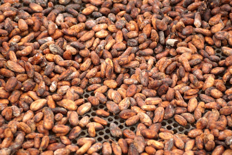 Kakaobohnen Auf Einem Trockengestell Stockfoto - Bild von ecuador ...