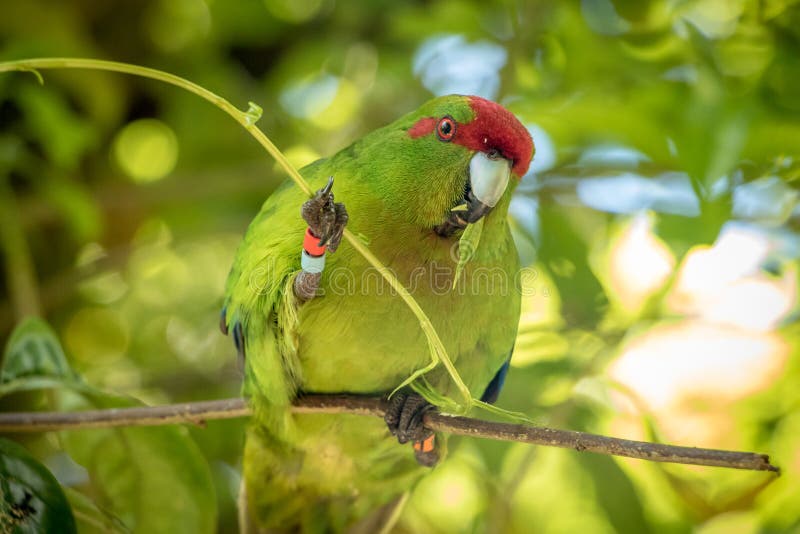 Vogel Van Nieuw Zeeland Van De Kakariki De Groene Parkiet Stock Foto ...
