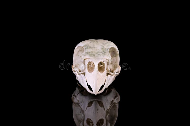 Skeletal Parakeet Horror Stock Photos - Free & Royalty-Free Stock ...