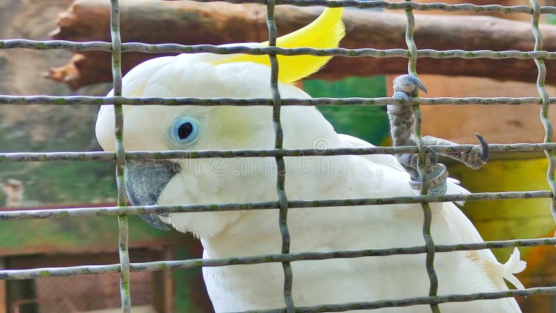 Kakatua jambul kuning stock photo. Image of beutiful - 282496074