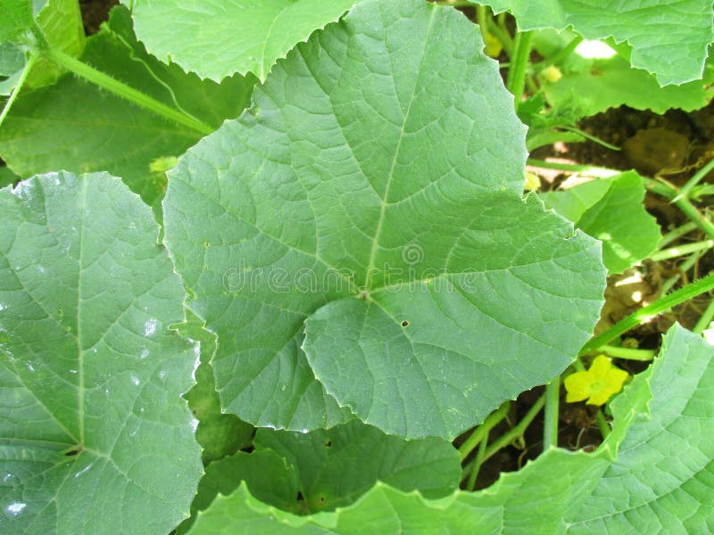 Kakdi leaf stock photo. Image of wallpaper, color, life - 83755834