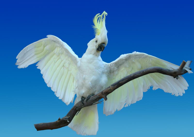 Kaketoe stock afbeelding. Image of vleugel, kuif, praten - 59173