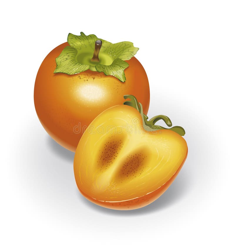 Kaki illustration de vecteur. Illustration du illustration - 16572316