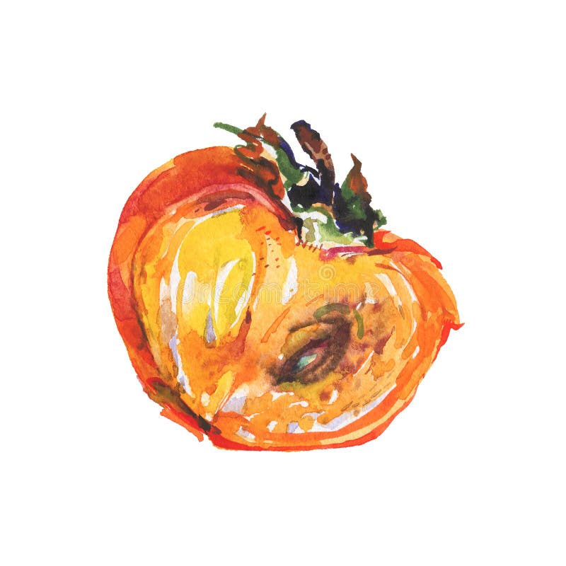Kaki, Demi Illustration D'aquarelle De Kaki Sur Le Fond Blanc ...