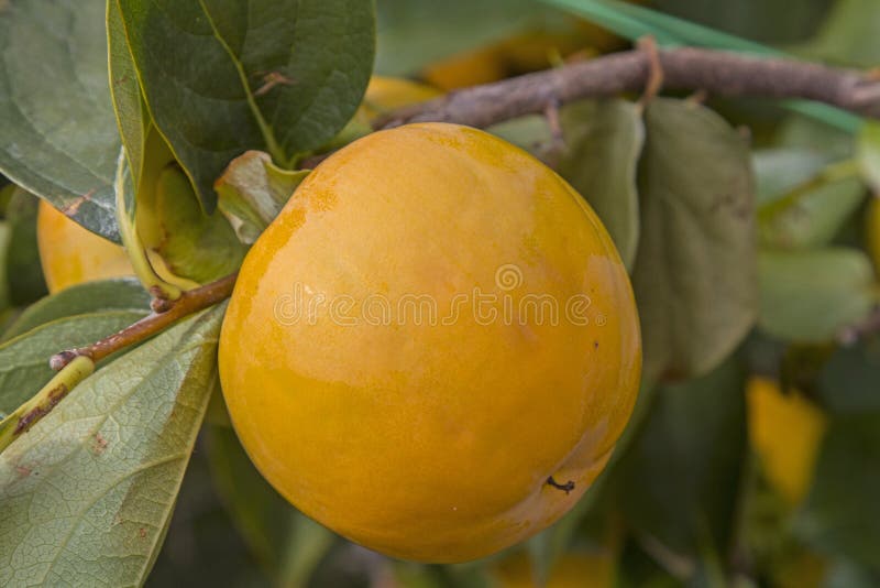 Kaki fruits on the tree stock image. Image of fruit - 134941699