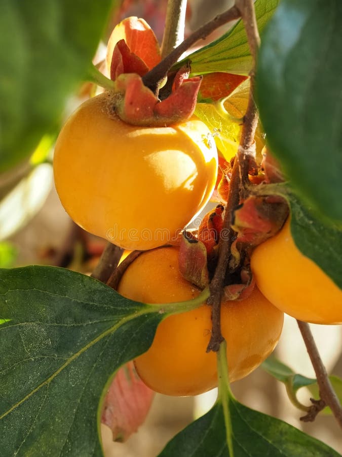Diospyros Kaki Tree with Ripe Fruits Stock Photo - Image of branch ...