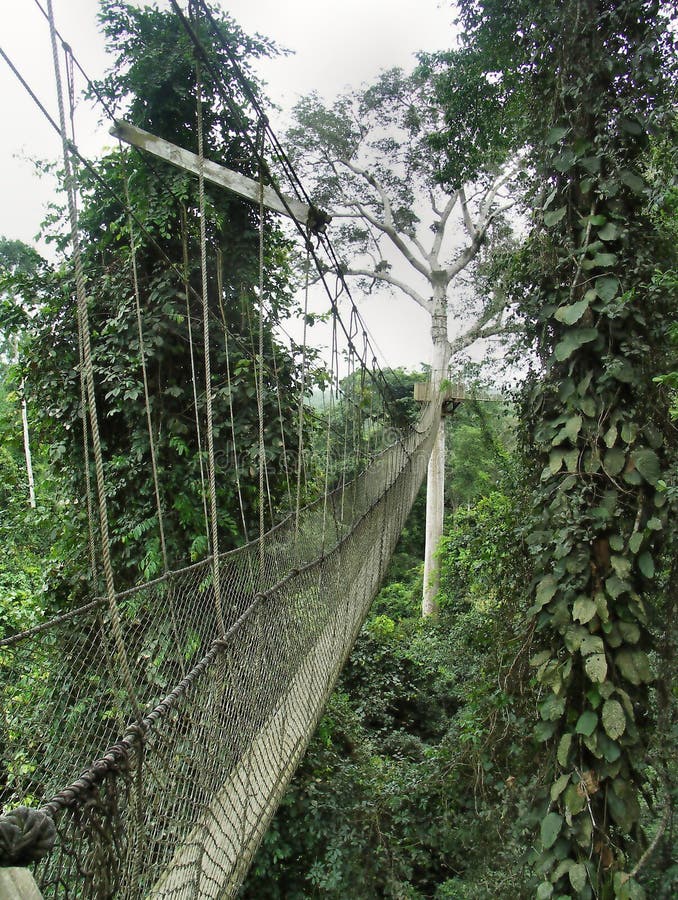 Cable-stayed Bridge in Tree Canopies, Africa Stock Image - Image of ...