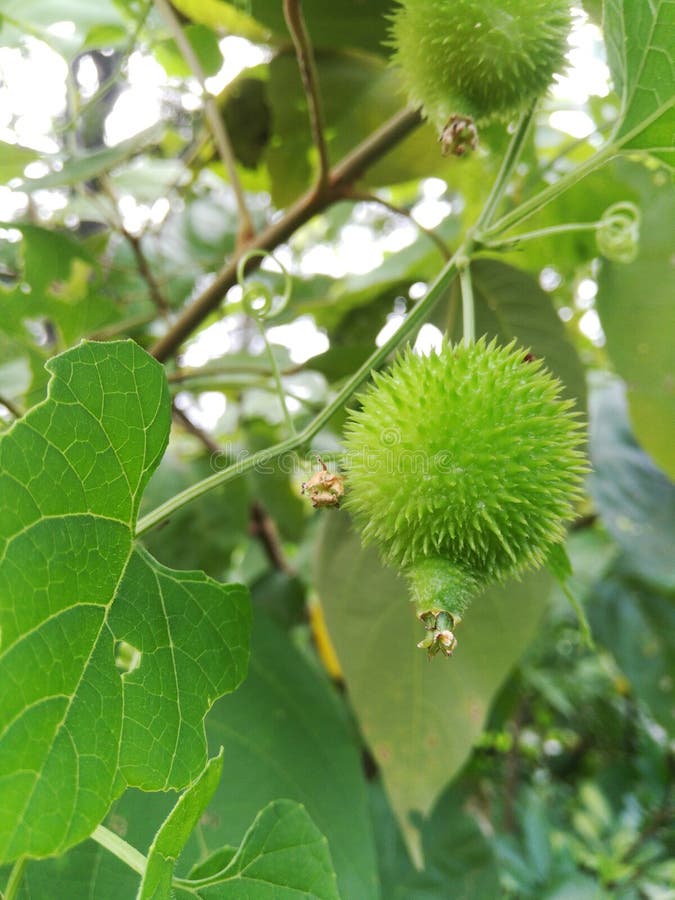 Kakora Stock Photos - Free & Royalty-Free Stock Photos from Dreamstime