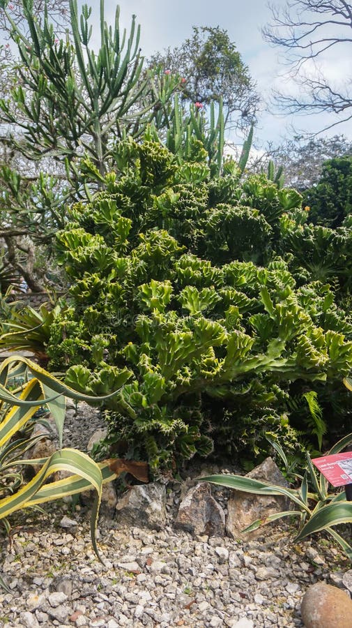 Kaktus Karang stock photo. Image of botanical, white - 282391776