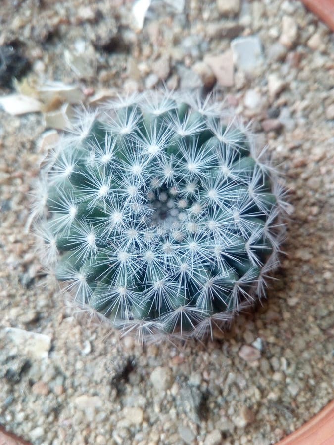 Kaktus stock image. Image of beautiful, tree, naturel - 135896235