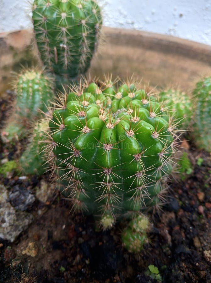 Kaktus in my garden stock photo. Image of cactus, flower - 223774180