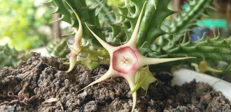 Kaktus star flower stock photo. Image of star, kaktus - 249296318