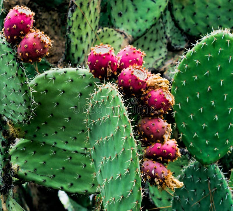 Kaktusfeige-alias Kaktusfeigen, Opuntiefeigen Stockfoto - Bild von ...